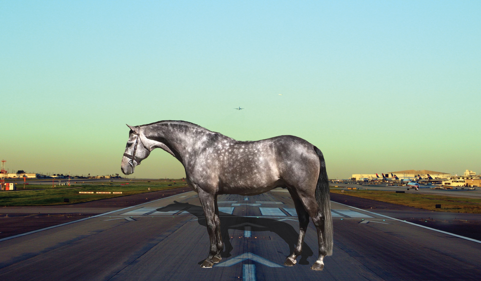 EquiJet, LLC – Leaders in International Equestrian Transportation